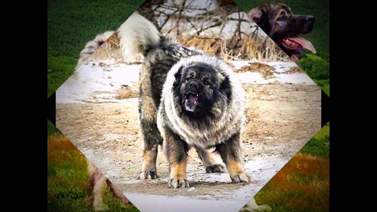 Illyrian Sheepdog - YouTube