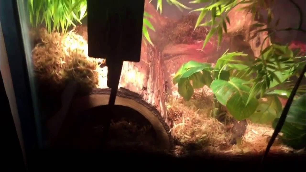 Ball Pythons Tank Setup - YouTube