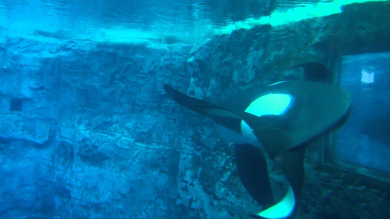 Tilikum Underwater Viewing at SeaWorld Orlando - YouTube