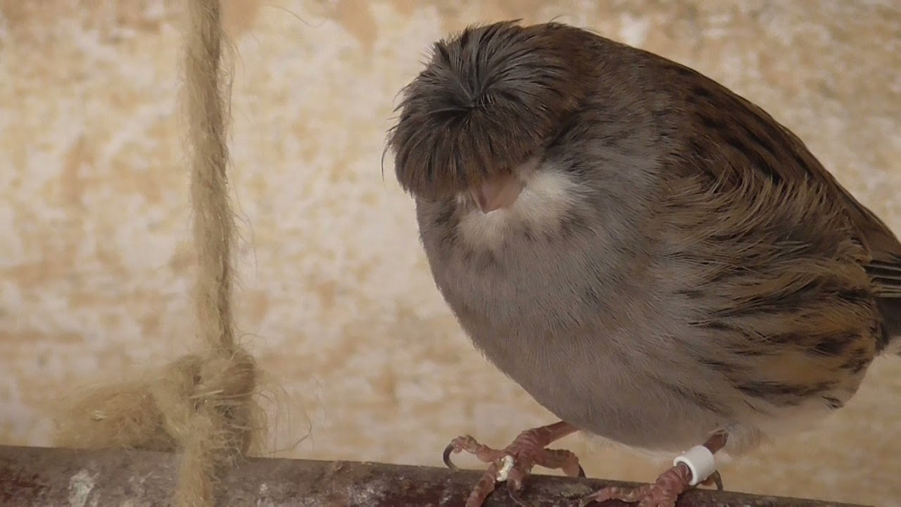 Gloster Corona Kanarienvogel - YouTube