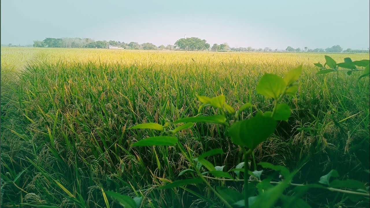 সবুজ প্রাকৃতিক দৃশ্য ll sobuj prakrutik drishya - YouTube