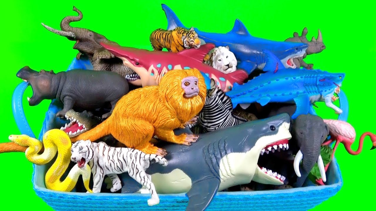 Learn Colors with Wild Animals in a Box and Shark Toys for Kids - YouTube