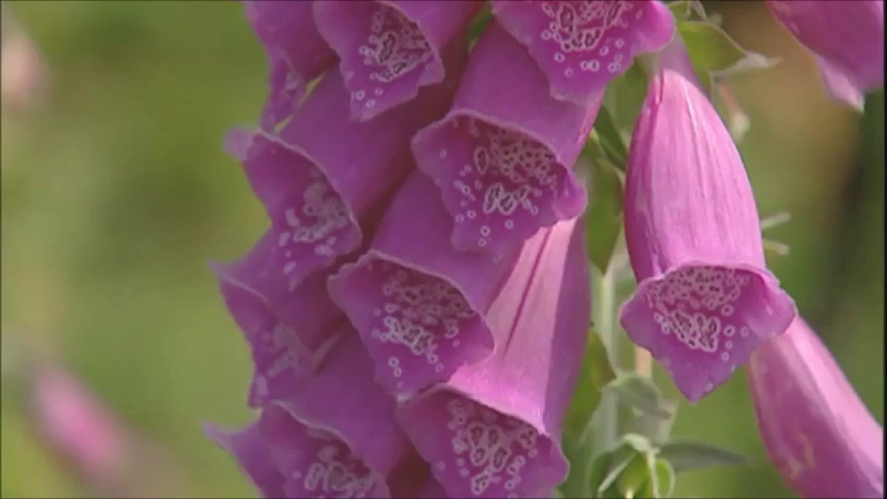 Bullring kid and country cowboy in real life evidence! - YouTube