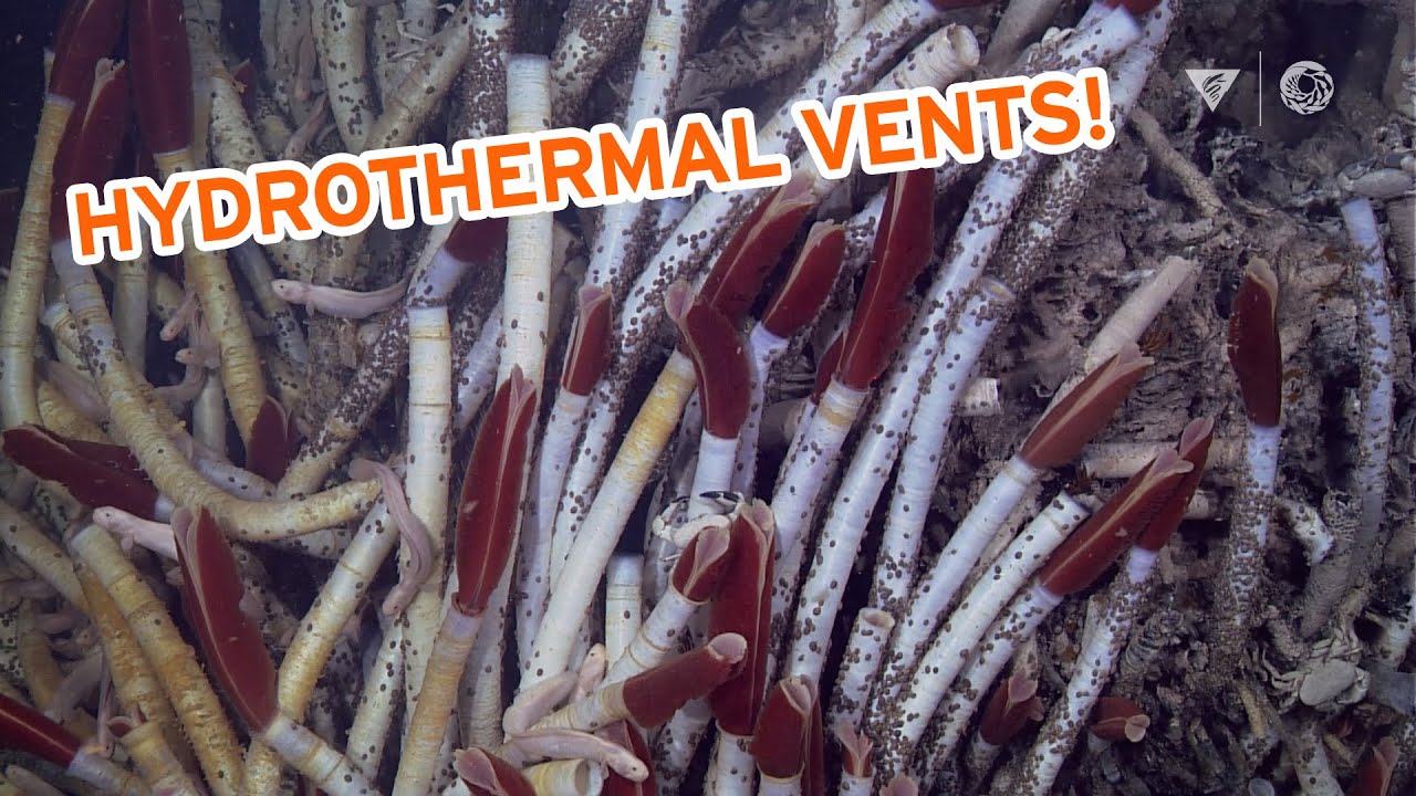 Some Like It Hot: Explore The Wild World of Hydrothermal Vents with a ...