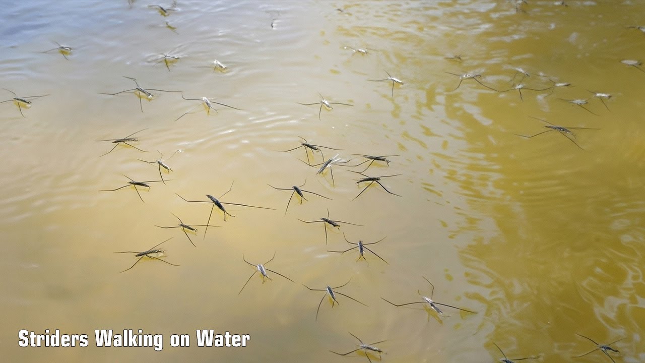 Water Striders Walking on Water | Amazing Insect Behavior - YouTube