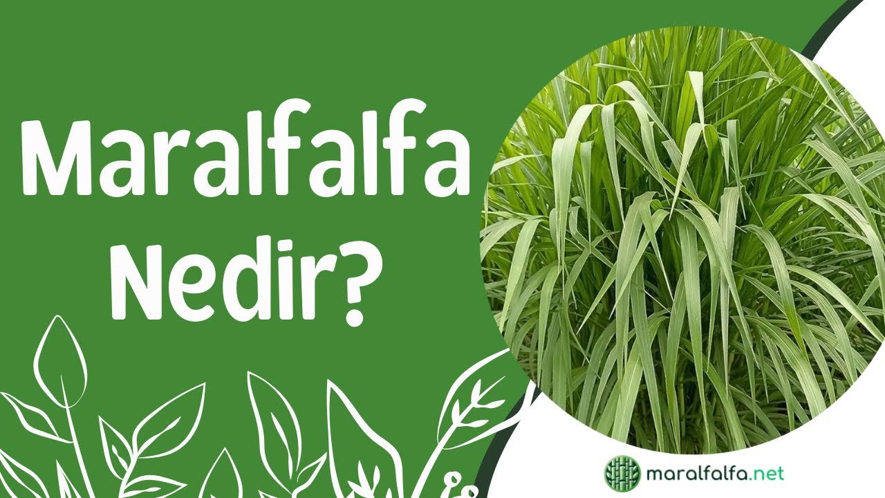 Maralfalfa Nedir? | Maralfalfa Yem Bitkisi Özellikleri ve Besin ...