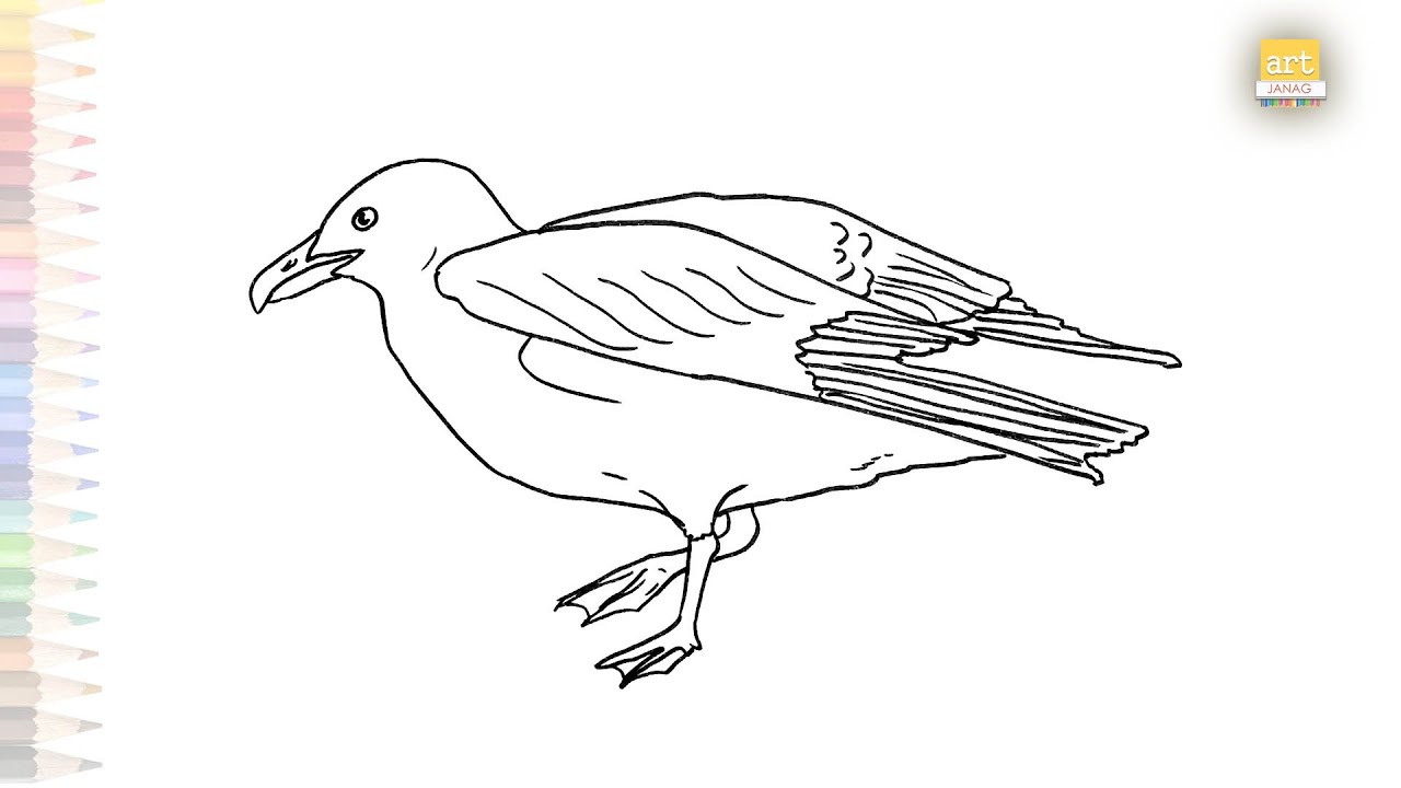 Glaucous gull drawing | Sea coast birds drawings | How to draw Glaucous ...