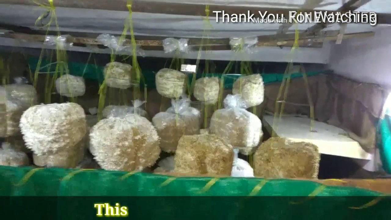 Oyster Mushrooms | Sajorcaju | Pinheads | Pilot Mushroom Farm Bamhani ...
