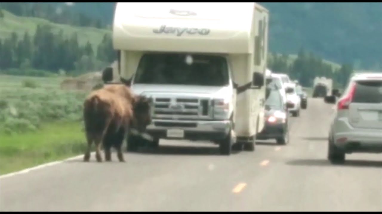 Yellowstone Bison vs Cars. Shows Cars Who's BOSS - YouTube