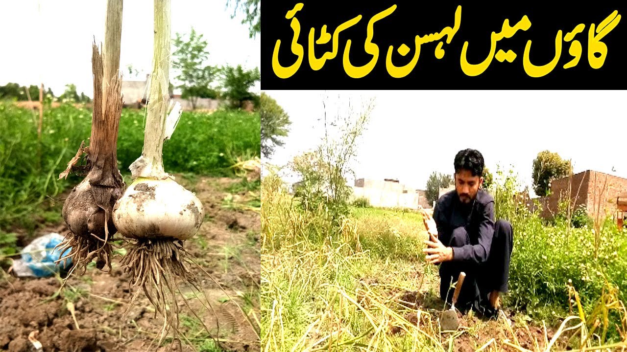 daily routine || lahsun ki cast || Most profitable vegetable product ...