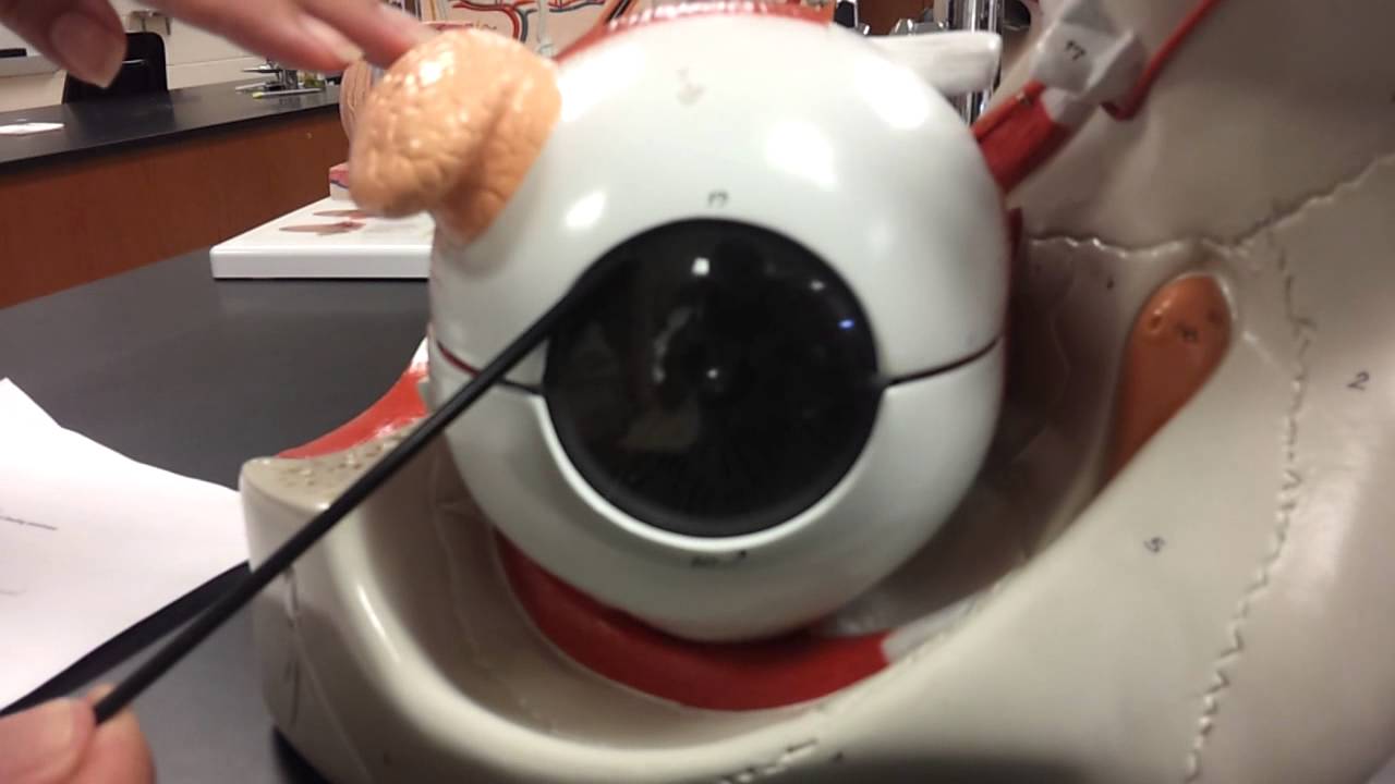 A&P lab model-eye - YouTube