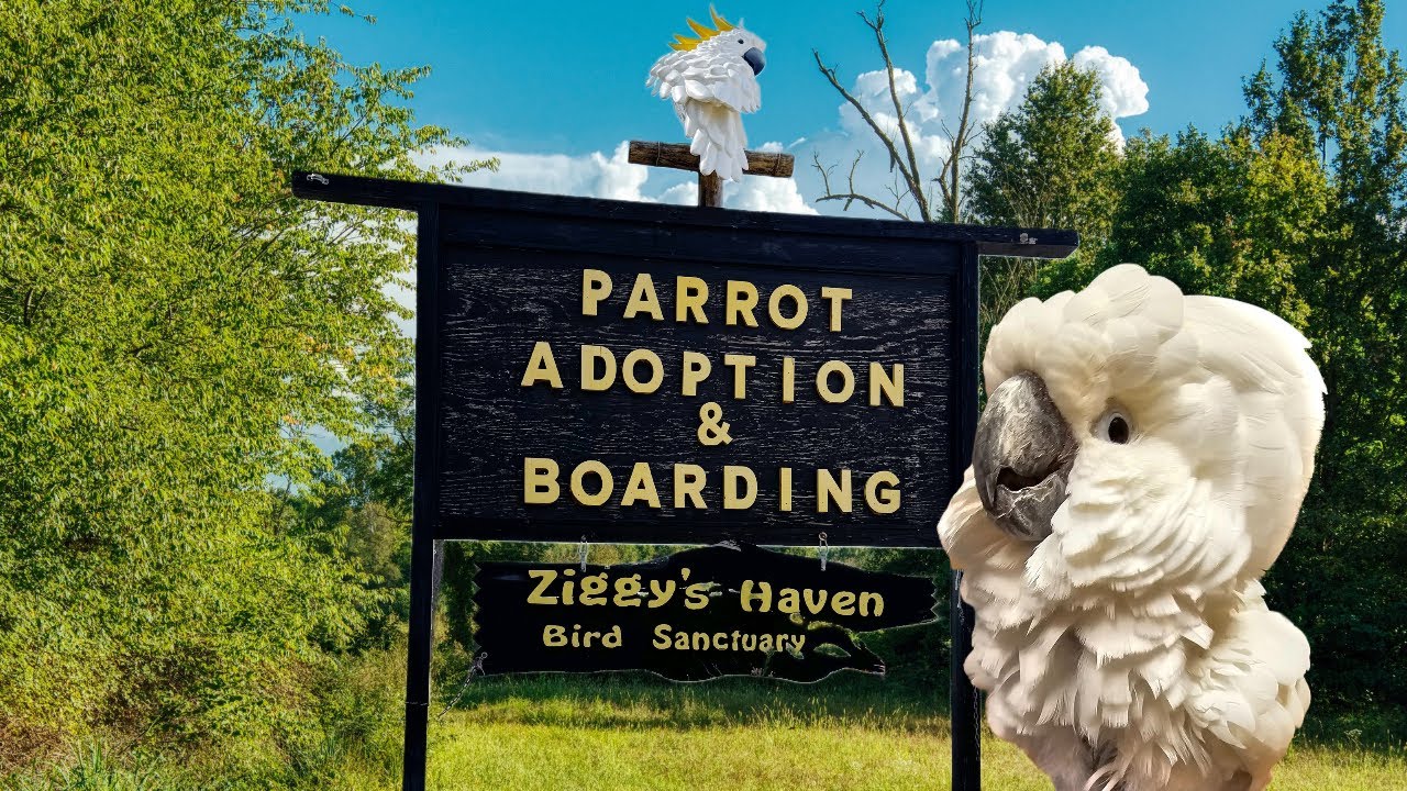 Ziggy's Parrot Haven Rescue and Sanctuary - YouTube