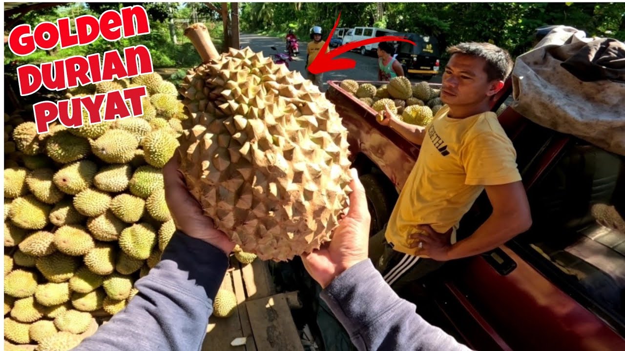 PREMIUM/GOLDEN DURIAN PUYAT MASARAP CREAMY.PINAKAMASARAP NA DURIAN SA DAVAO. - YouTube