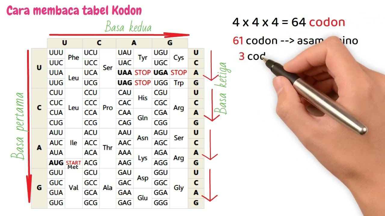 Cara Membaca Kode Genetik - YouTube