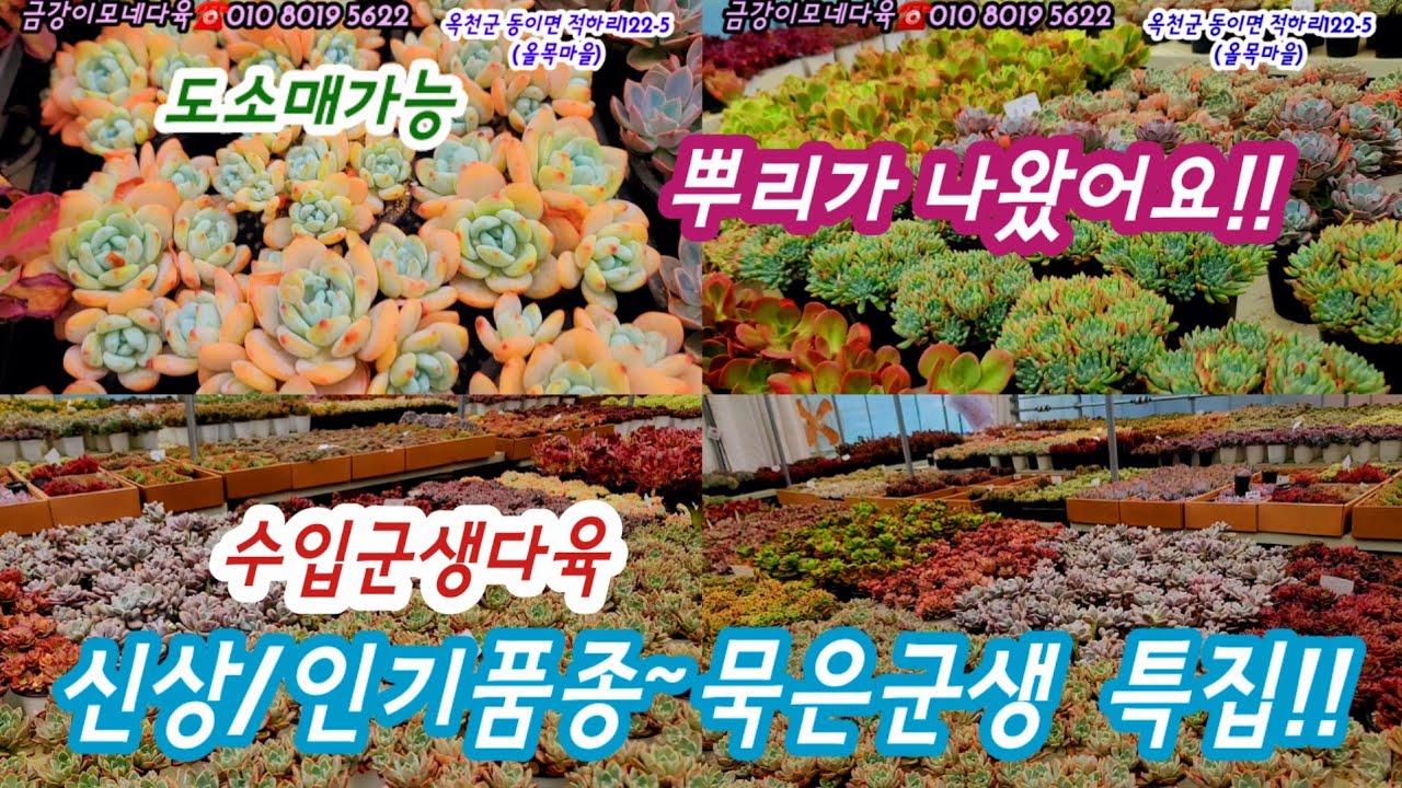 수입군생다육전문~금강이모네다육에 신상인기품종 묵은군생다육들 하얀 뿌리가 수염뿌리 블루엘프대품 빅토리아 제스타군생 등