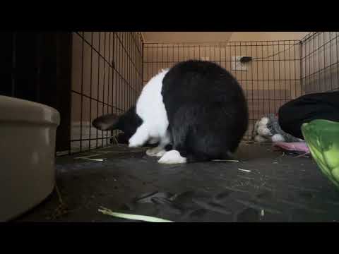 BUNNY CLEANING & GROOMING HIMSELF - PANDA CHRONICLES - YouTube