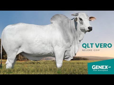 QLT VERO - TOURO NELORE CEIP - YouTube