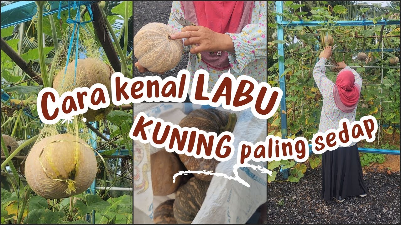 Cara Kami Kenal Labu Kuning Manis ️ ️ ️Jom Tuai Labu Ratus Hasil Kebun ...