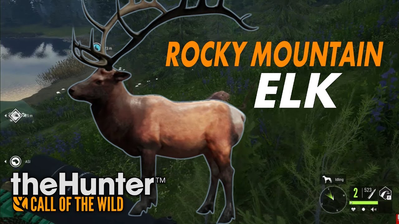 TOP OF THE ROCKY MOUNTAIN ELK AND H*UNT ANIMALS #cotw - YouTube