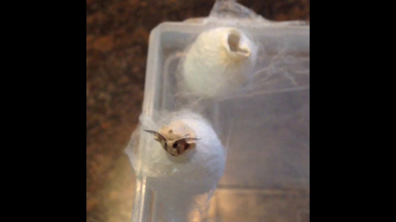 My moth comes out from its cocoon while there is a crystal clear liquid ...
