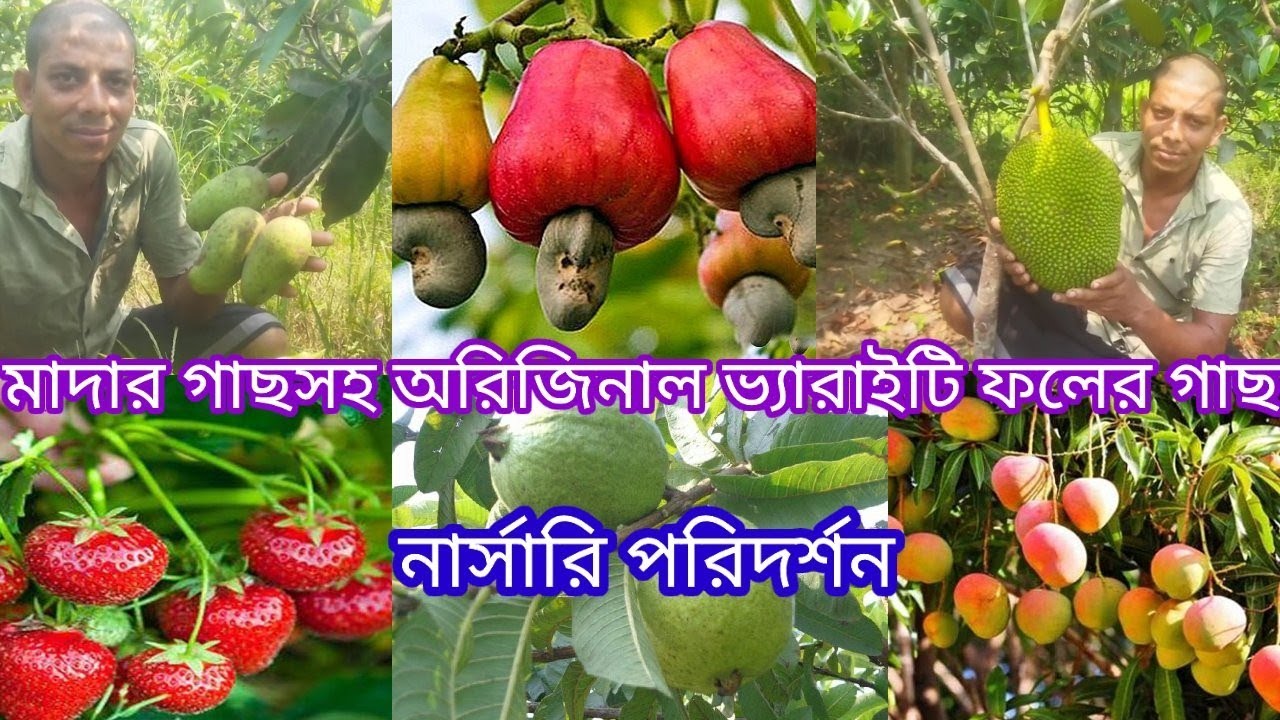 Rima Nursery Visit Fruit Plant Tree ! রিমা নার্সারি মাদার গাছসহ বিভিন্ন ...