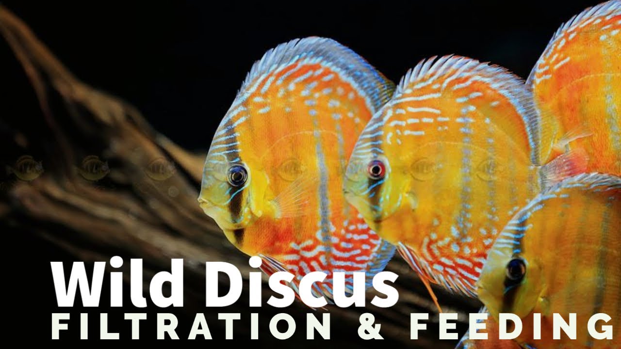 Wild Cuipeua Discus Filtrration and Feeding - YouTube