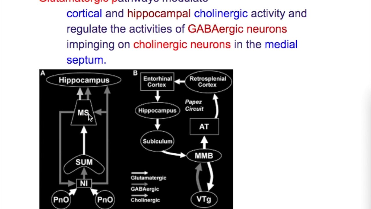 Neurotransmitters of memory - YouTube
