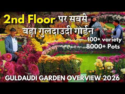 दूसरी मंज़िल की छत पर बना सबसे बड़ा गुलदाउदी गार्डन || Guldaudi/Chrysanthemum Garden 2026 overview