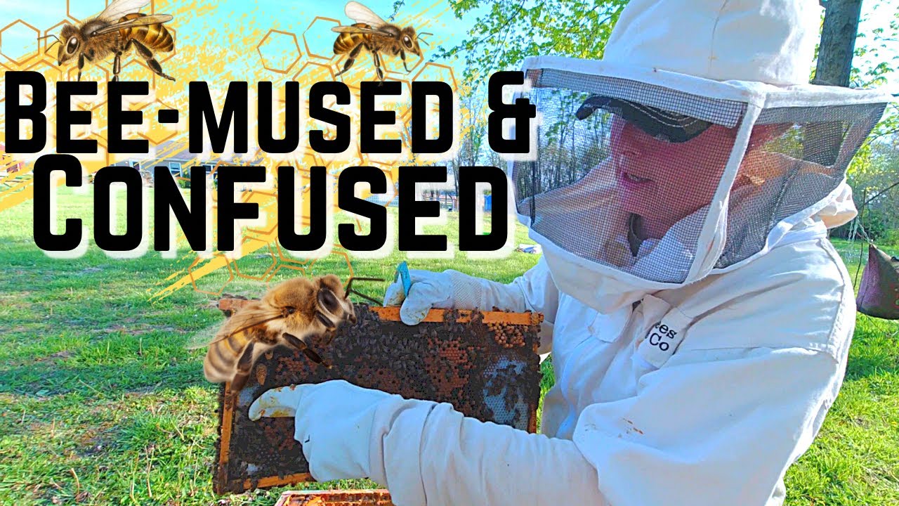 Did We Miss ANOTHER Swarm? Creating a Walk Away Split From A Healthy ...