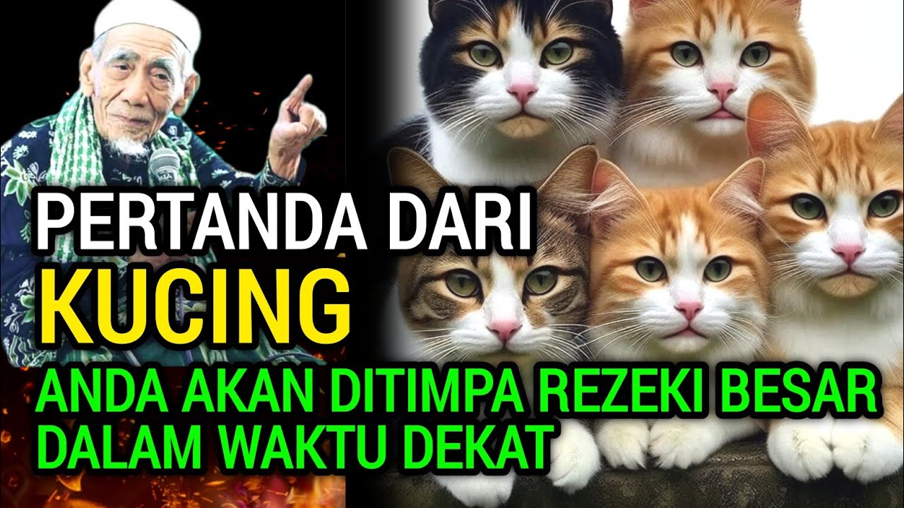 PERHATIKAN‼️INILAH 12 ISYARAT DARI KUCING BAHWA ANDA AKAN KAYA RAYA ...