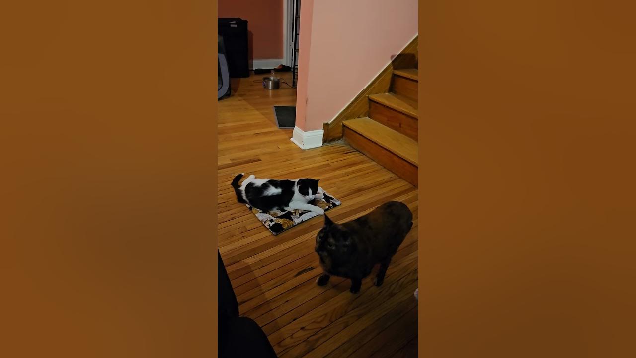 Lorraine and her catnip pad Part 2 - YouTube