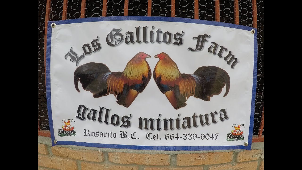 Visitando criadero Los Gallitos Farm, criadero de gallitos miniatura ...
