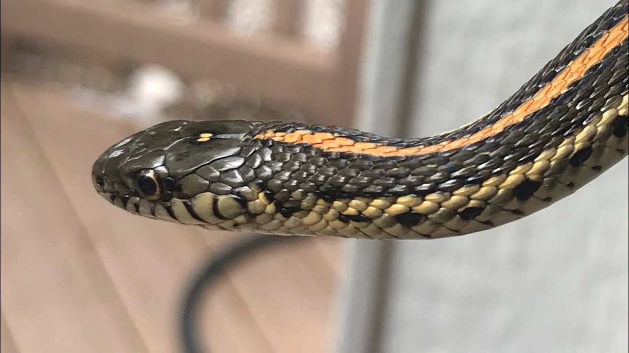 Snake hisses and bites when caught#2 - YouTube