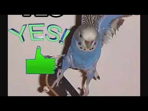 Hey birb want some seed - YouTube
