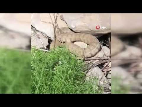 Hakkari’de koca engerek yılanı görüntülendi