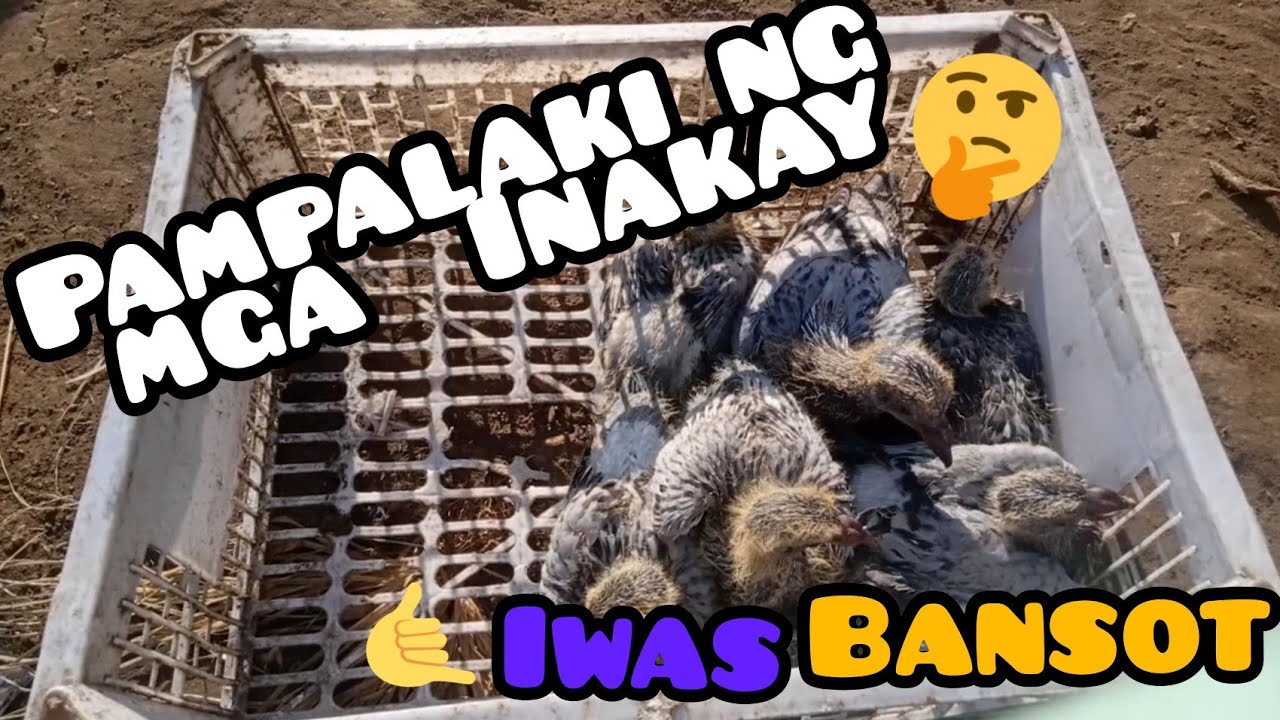 Pampalaki ng mga Inakay | Iwas Bansot - YouTube