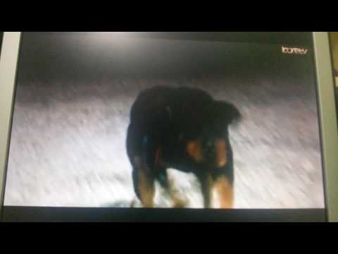 Şefkat tepe köpekler kordonu parçalıyor