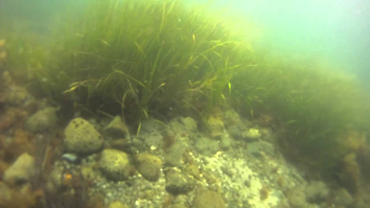Snorkeling at Cape Cod - YouTube