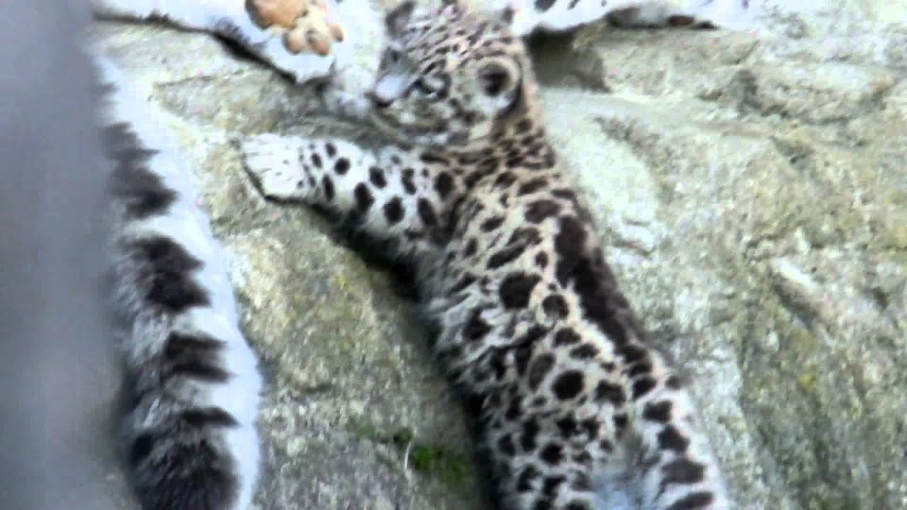 Schneeleopard und Baby .. - YouTube