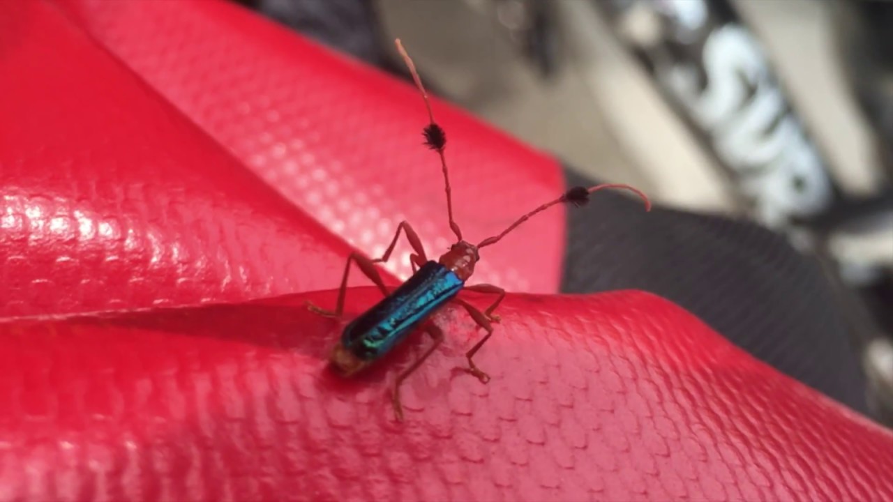 El Guitarrero - YouTube