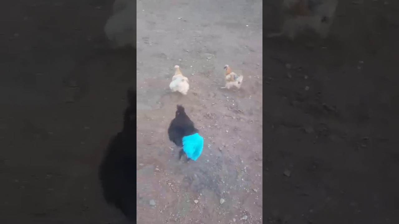 a kurdish chicken wearing jeans - YouTube