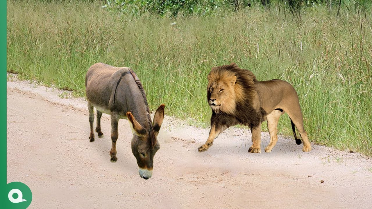 Look What Happened When This Lion Attacked Donkey - YouTube