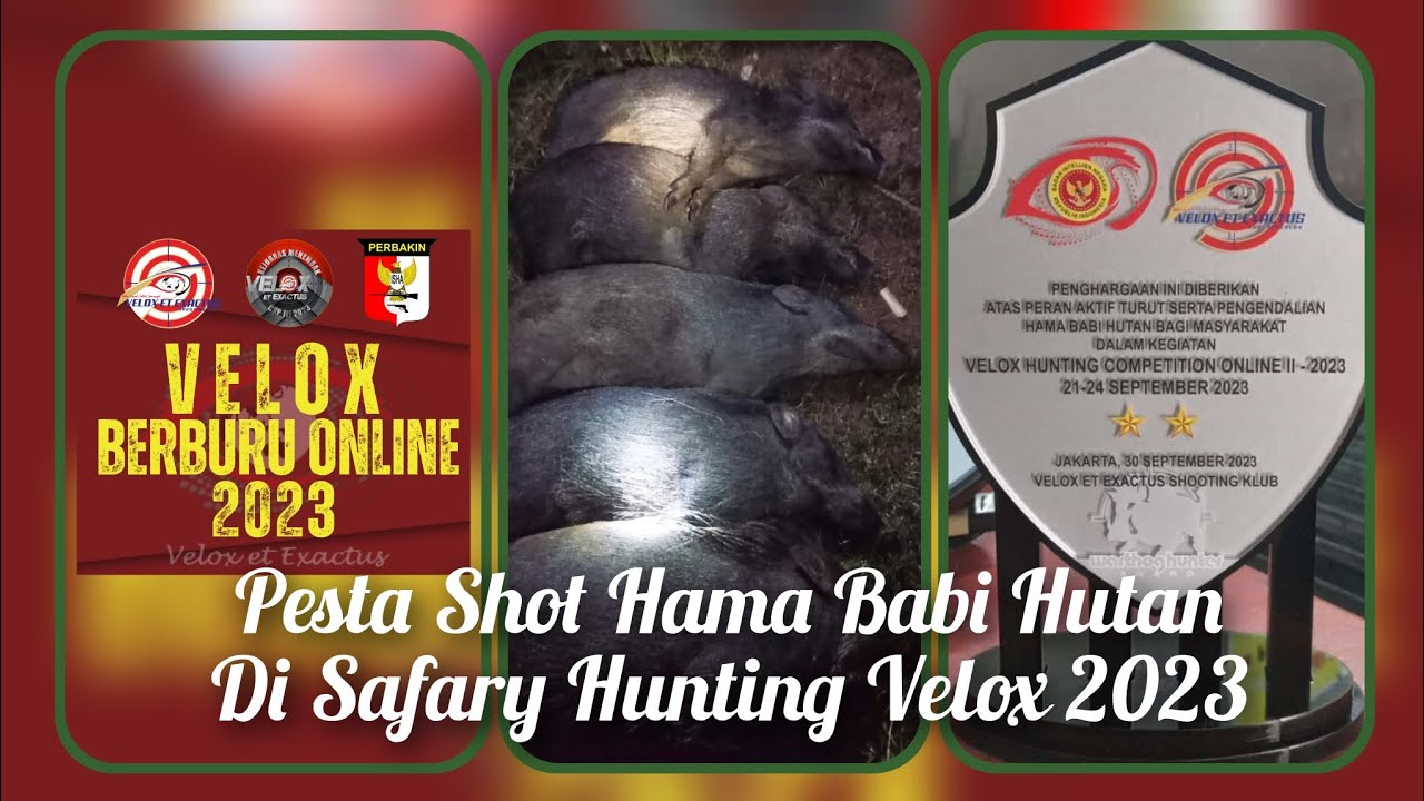 Pesta Shot Hama Babi Hutan di Safary Hunting Velox 2023 Berburu Online ...