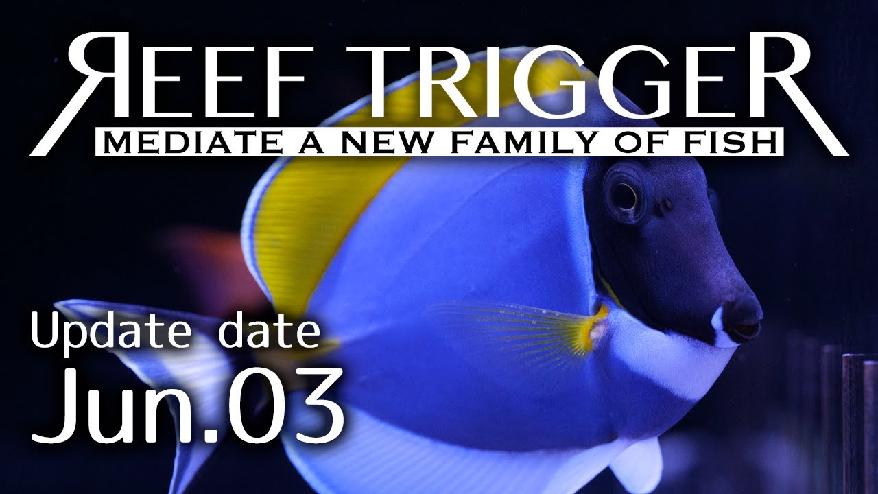 スリランカ/パウダーブルータン MLサイズ[F0604-1]REEF-TRIGGER - YouTube