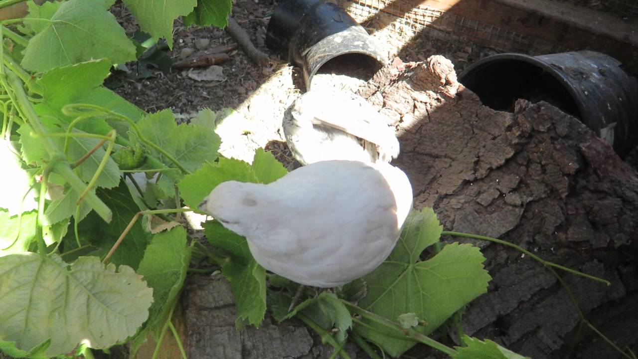Snowflake and White Bobwhite Quail - YouTube