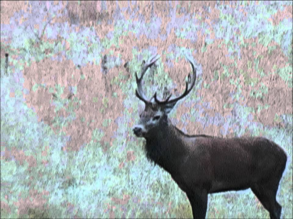 cervi a cirol - YouTube