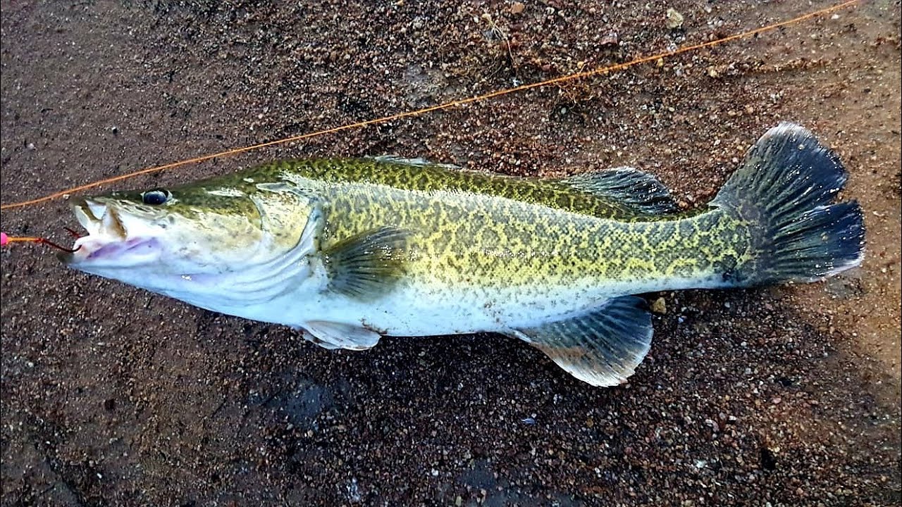 Fishing at Wyangala Dam NSW - YouTube