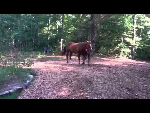 horse blaze picking up feet