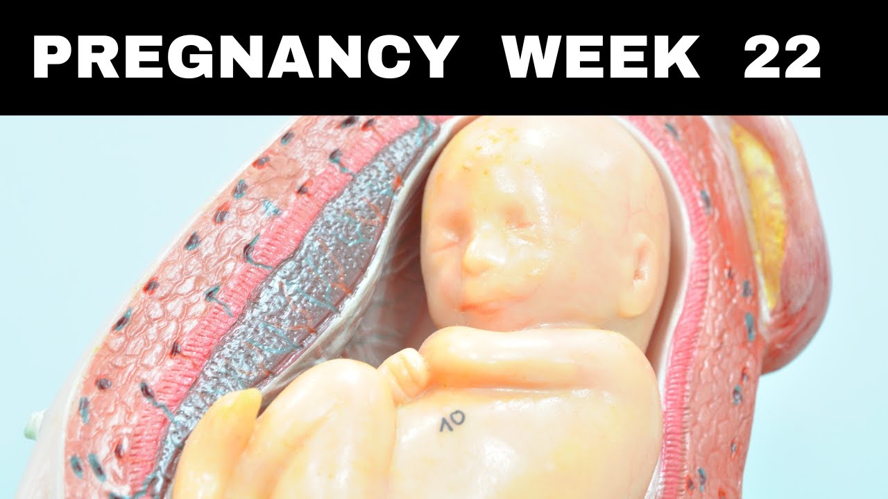 Pregnancy Week 22 : Warning Signs and Baby Growth ! - YouTube