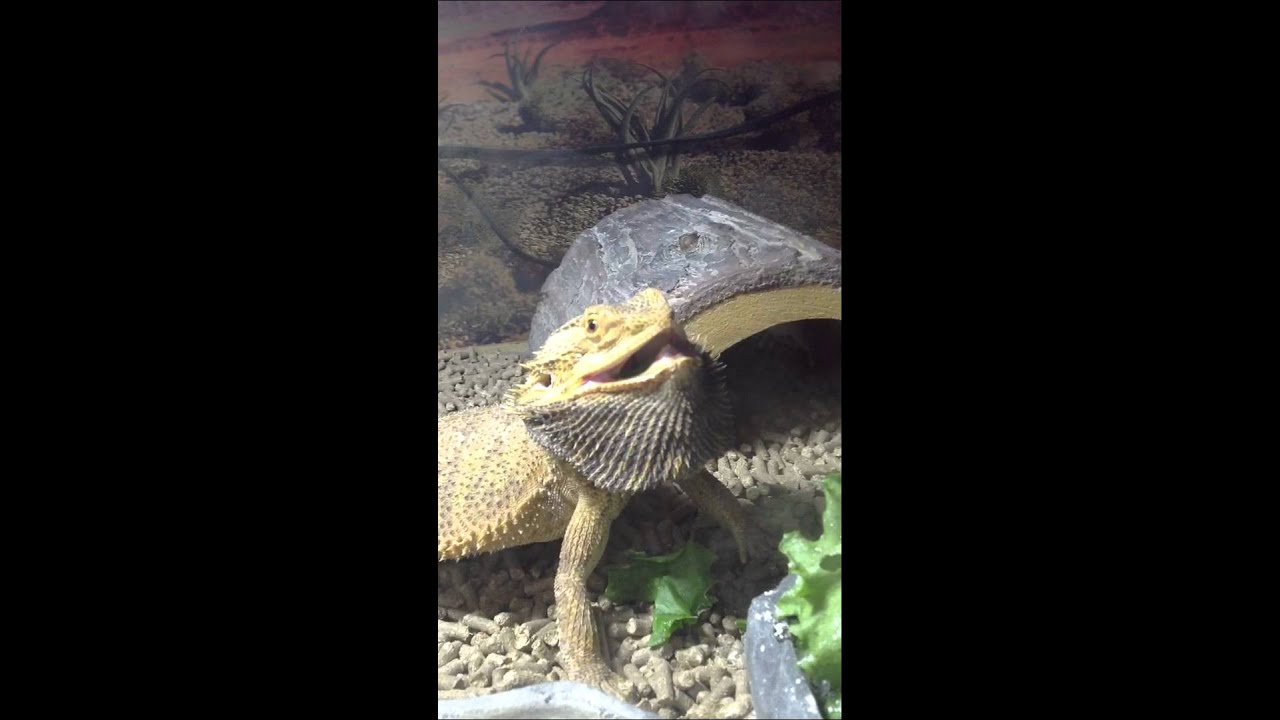 HowTo: Piss off your Bearded Dragon - YouTube